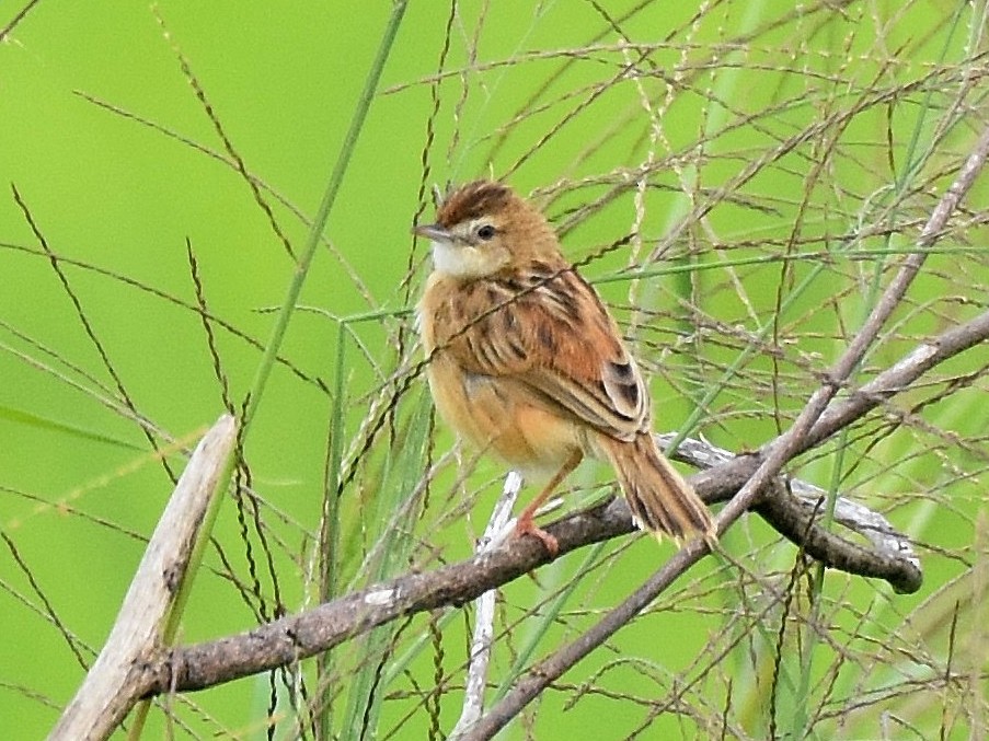 Zitting Cisticola - eBird