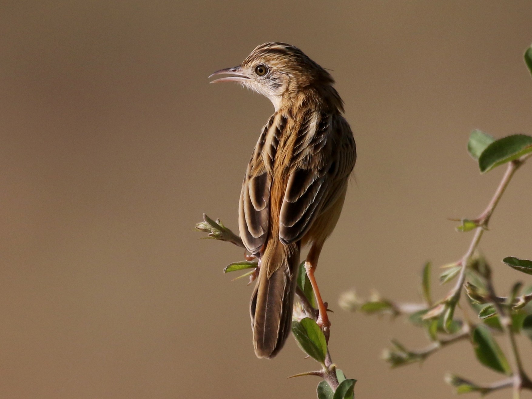 Zitting Cisticola - eBird