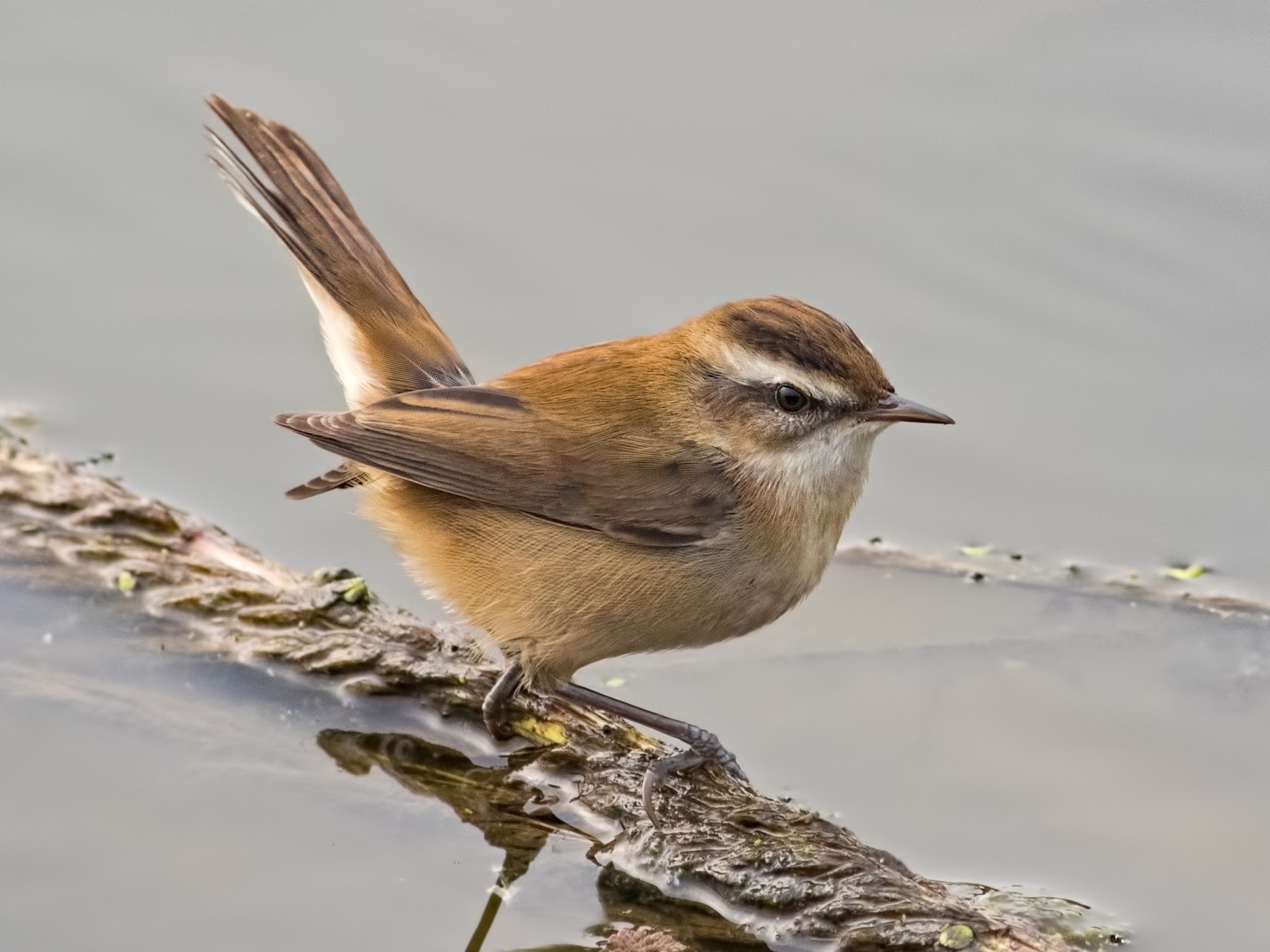 Moustached Warbler - eBird