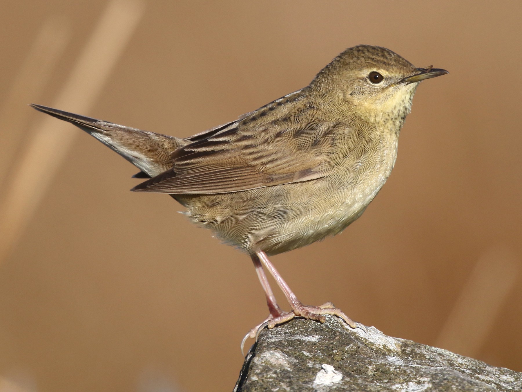 Common Grasshopper Warbler - eBird