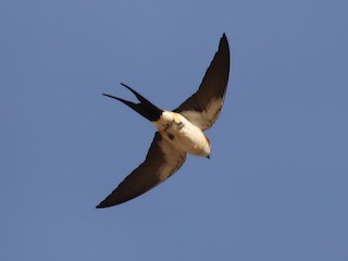 European/African/Eastern Red-rumped Swallow - eBird