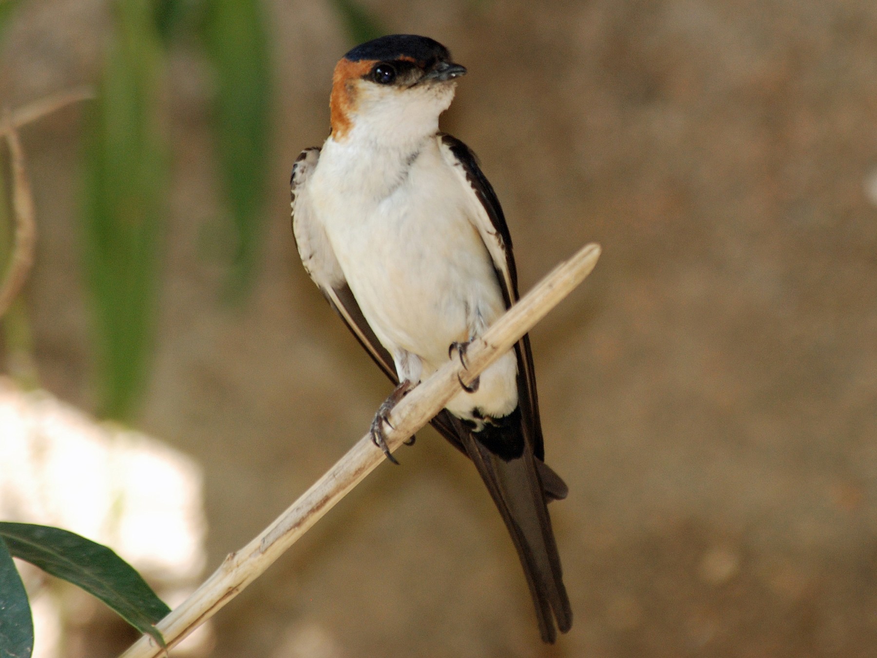 Red-rumped Swallow - eBird