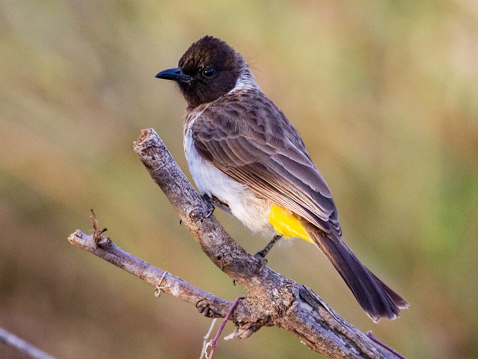 Common Bulbul - eBird
