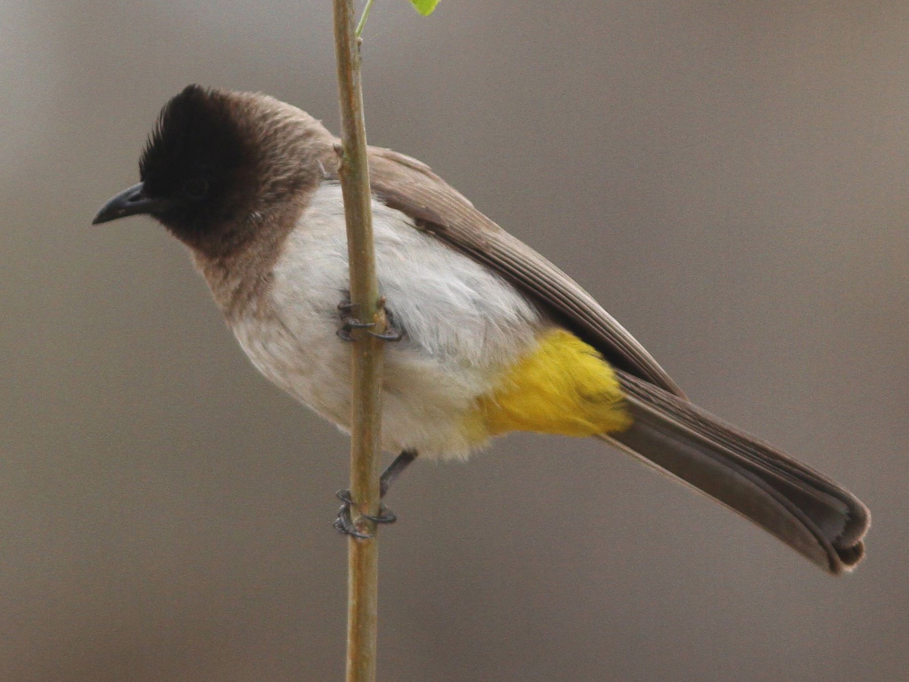 Common Bulbul - eBird