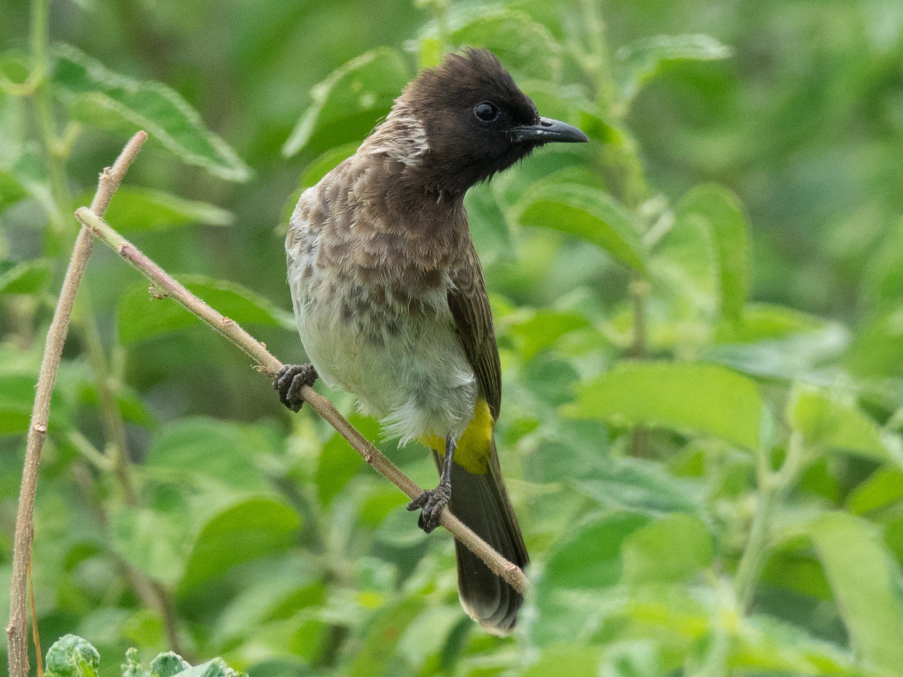 Common Bulbul - eBird