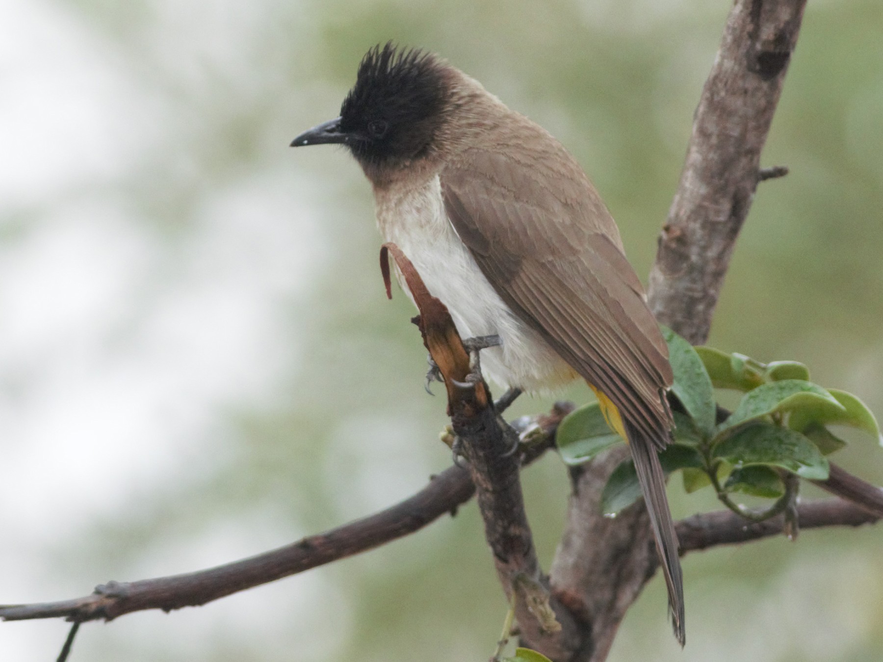 Common Bulbul - eBird