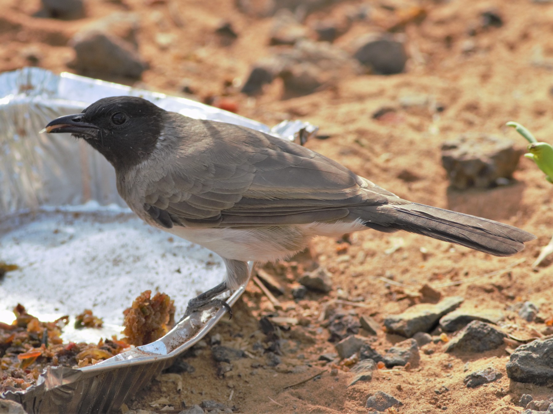 Common Bulbul - eBird