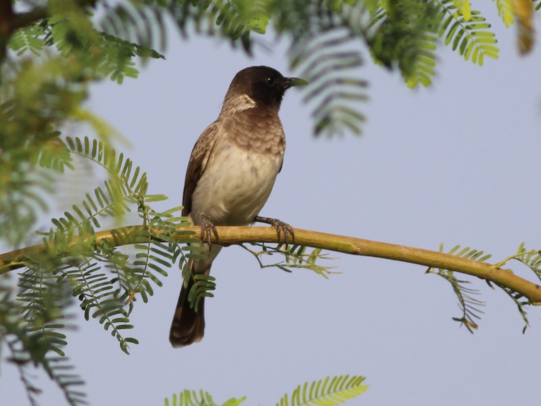 Common Bulbul - eBird