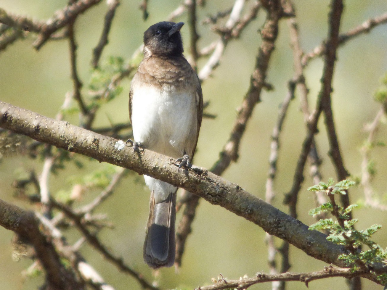 Common Bulbul - eBird
