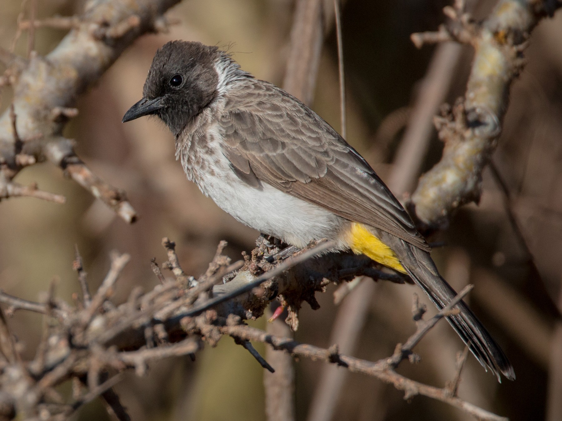 Common Bulbul - eBird