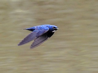 White-throated Blue Swallow - eBird