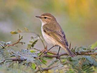 Common Chiffchaff - eBird
