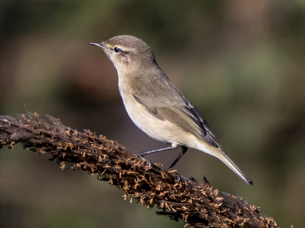 Common Chiffchaff - eBird