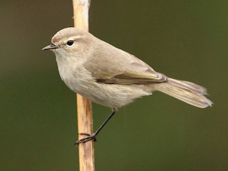 Common Chiffchaff - eBird