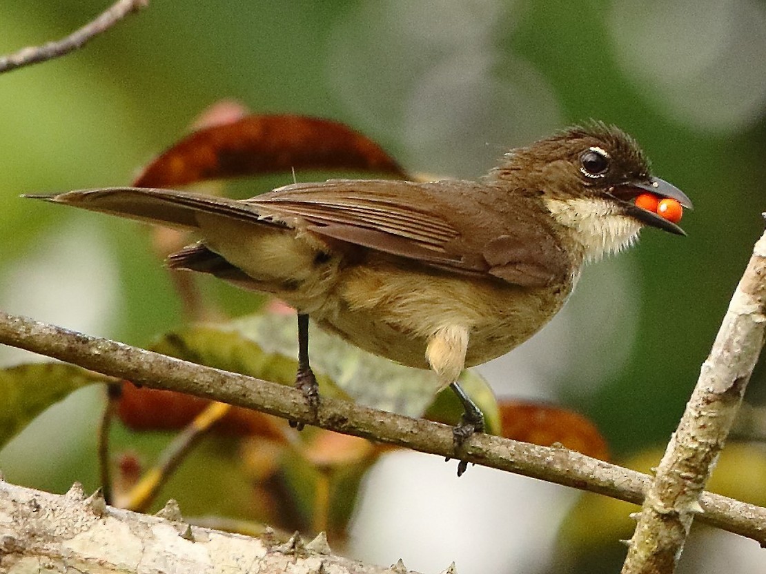Simple Greenbul - eBird