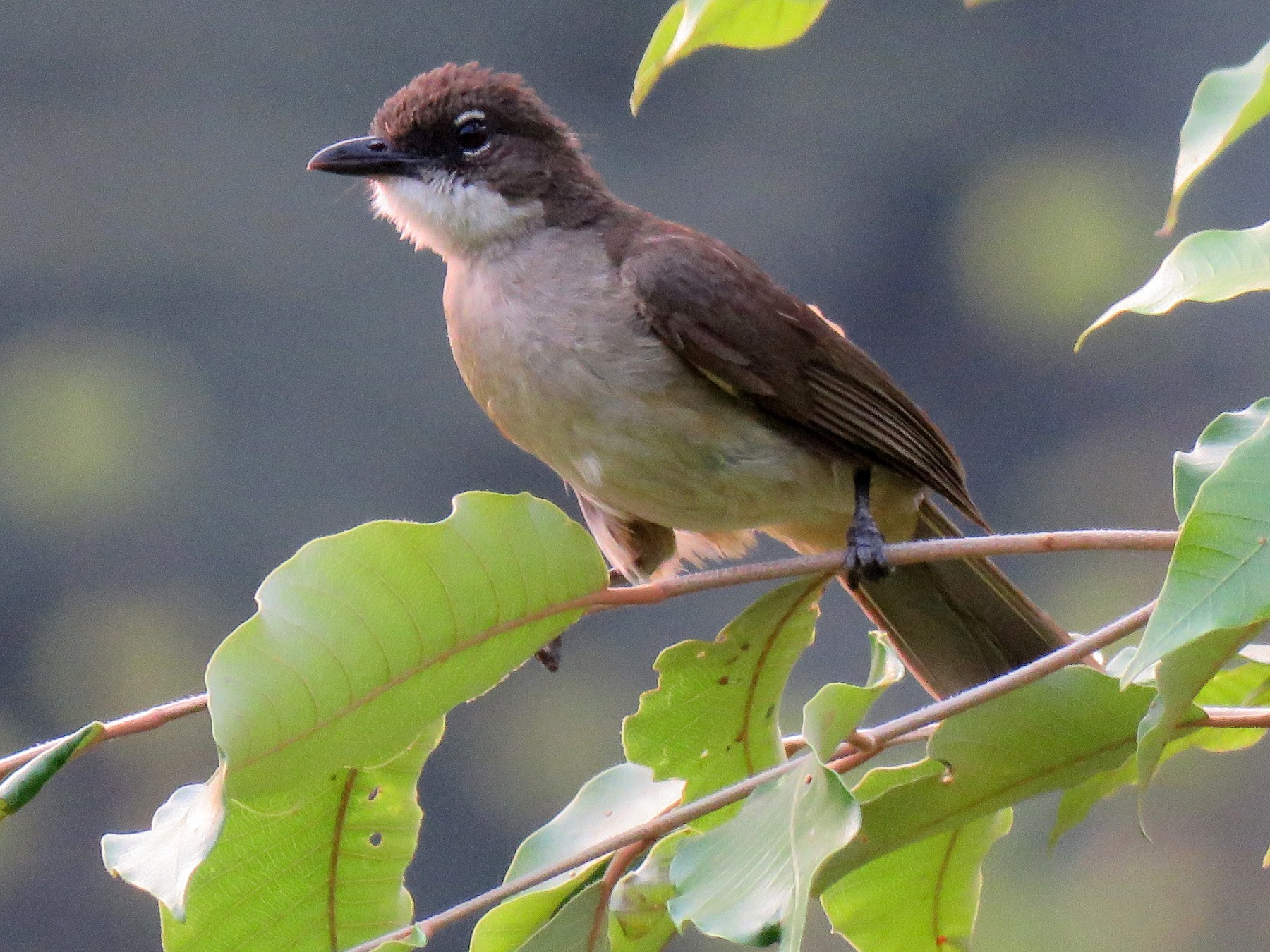 Simple Greenbul - eBird