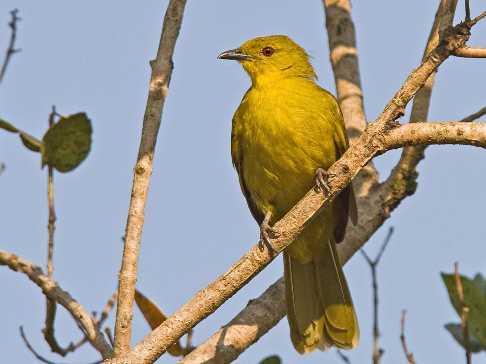 Joyful Greenbul - eBird