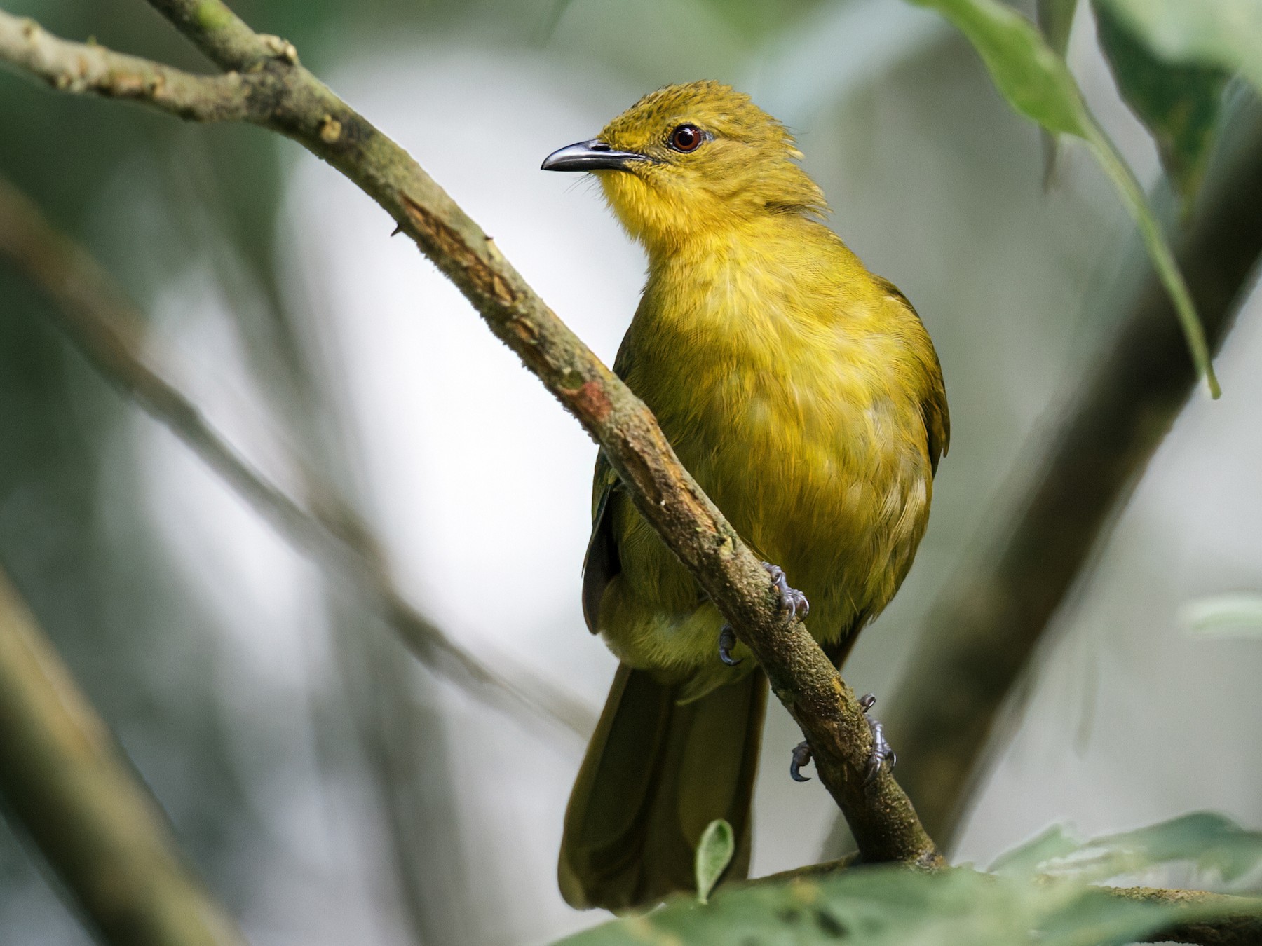 Joyful Greenbul - eBird