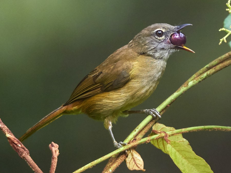 Grey Greenbul - eBird