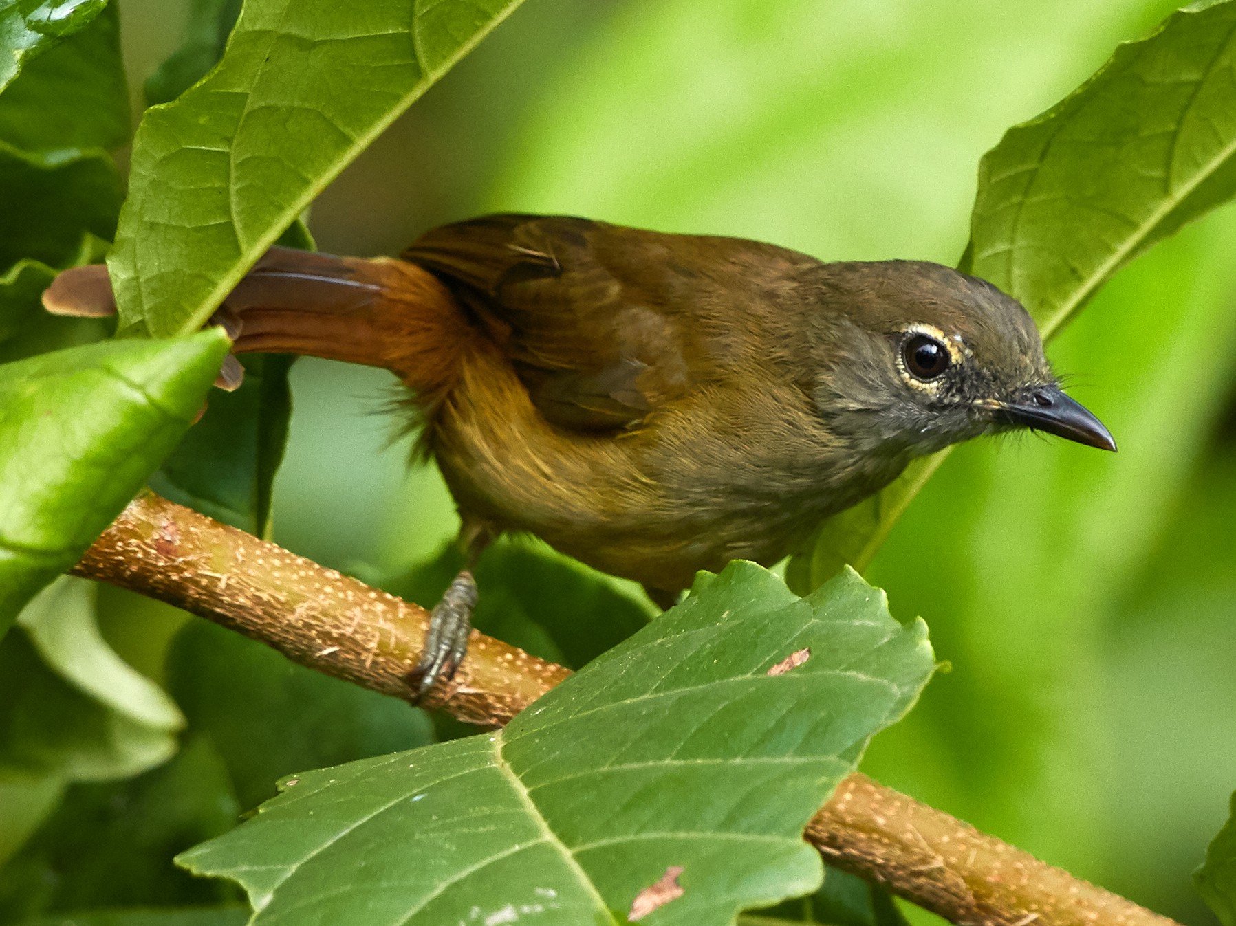 Little Grey Greenbul - eBird