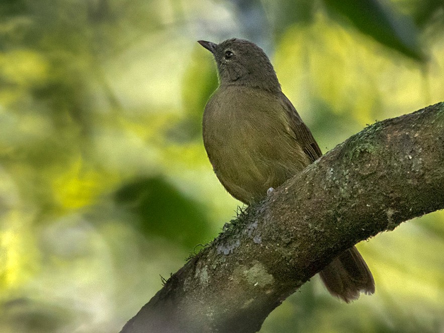 Ansorge's Greenbul - eBird