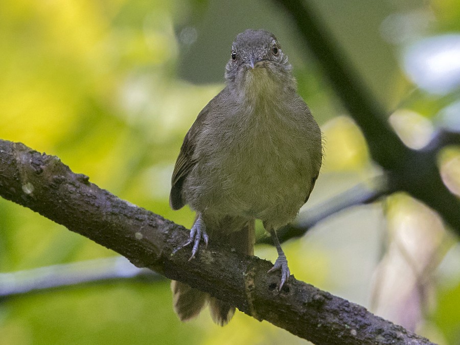 Toro Olive-Greenbul - eBird