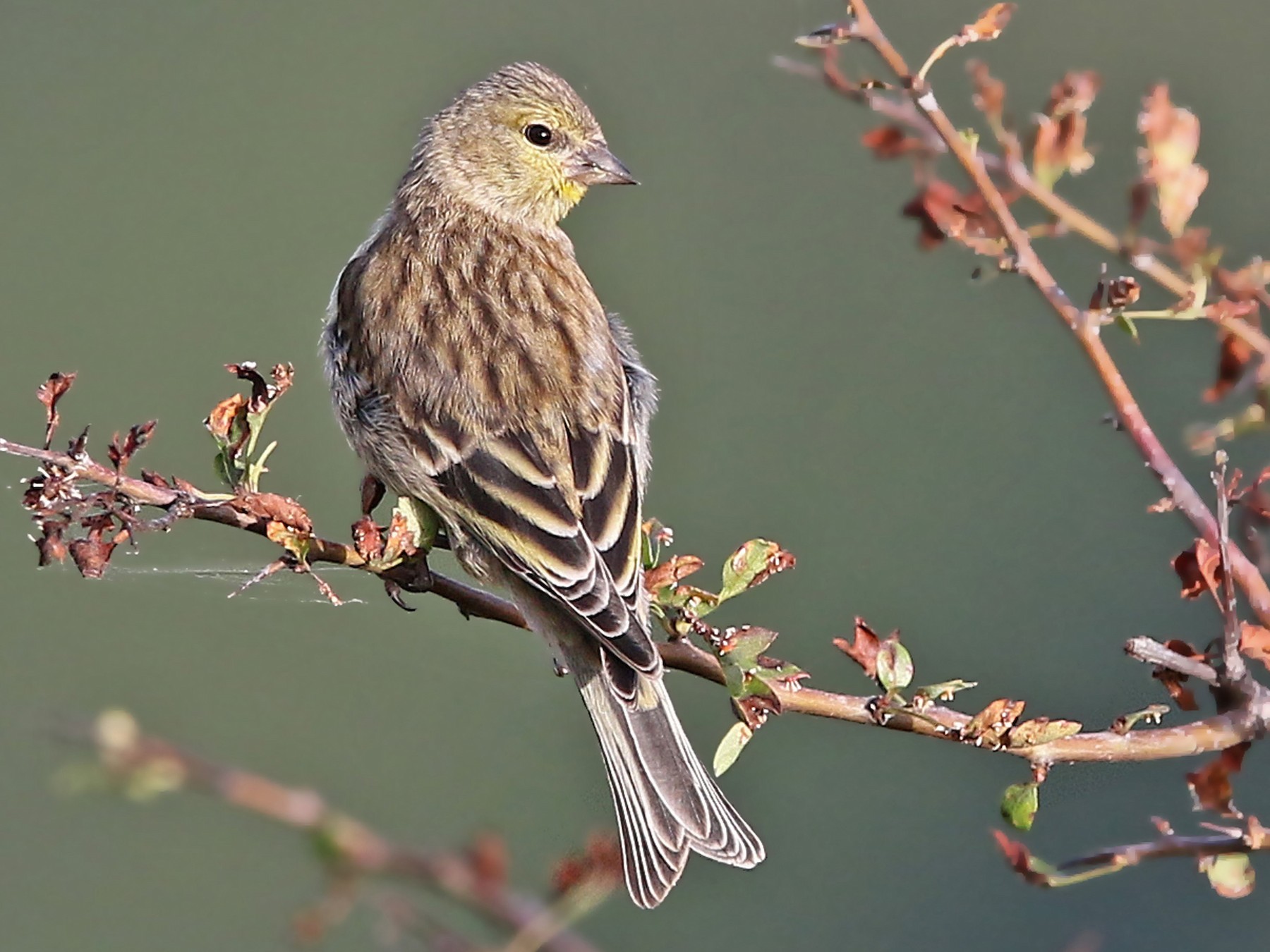 Corsican Finch - eBird