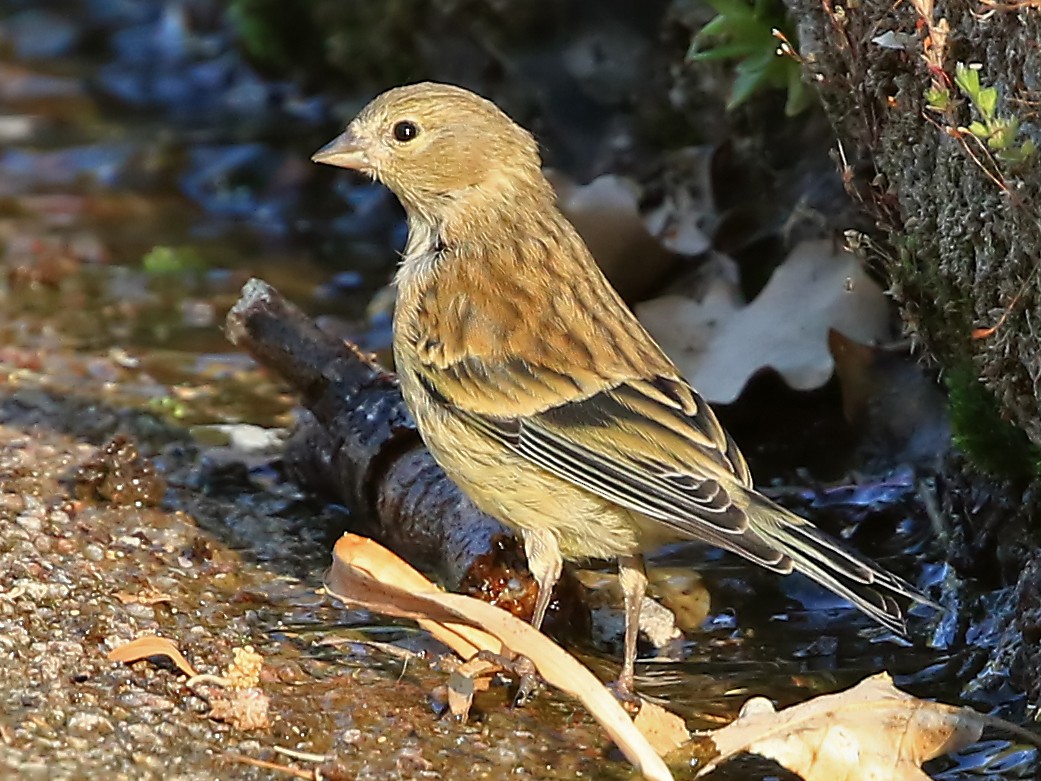 Corsican Finch - eBird