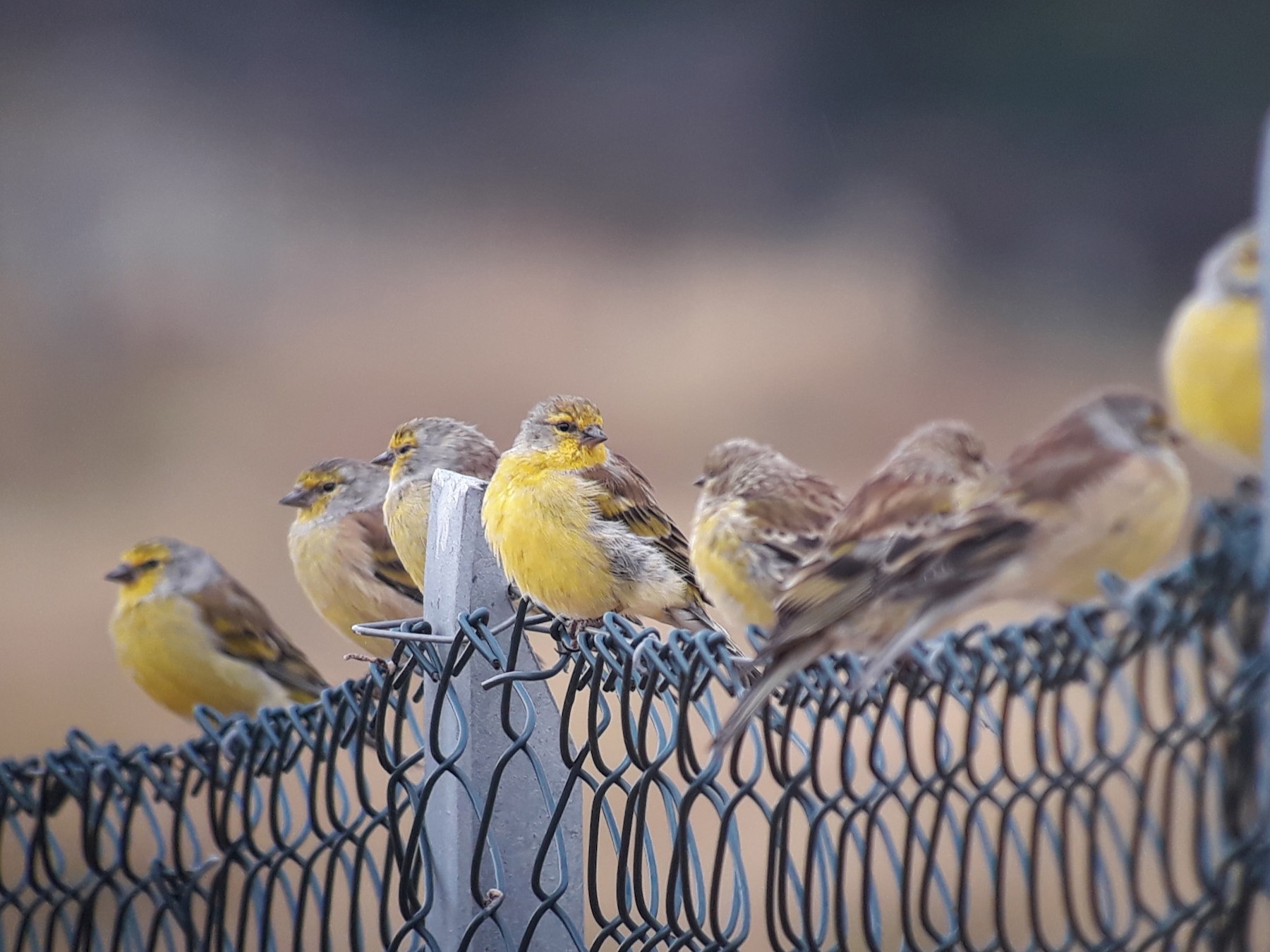 Corsican Finch - eBird