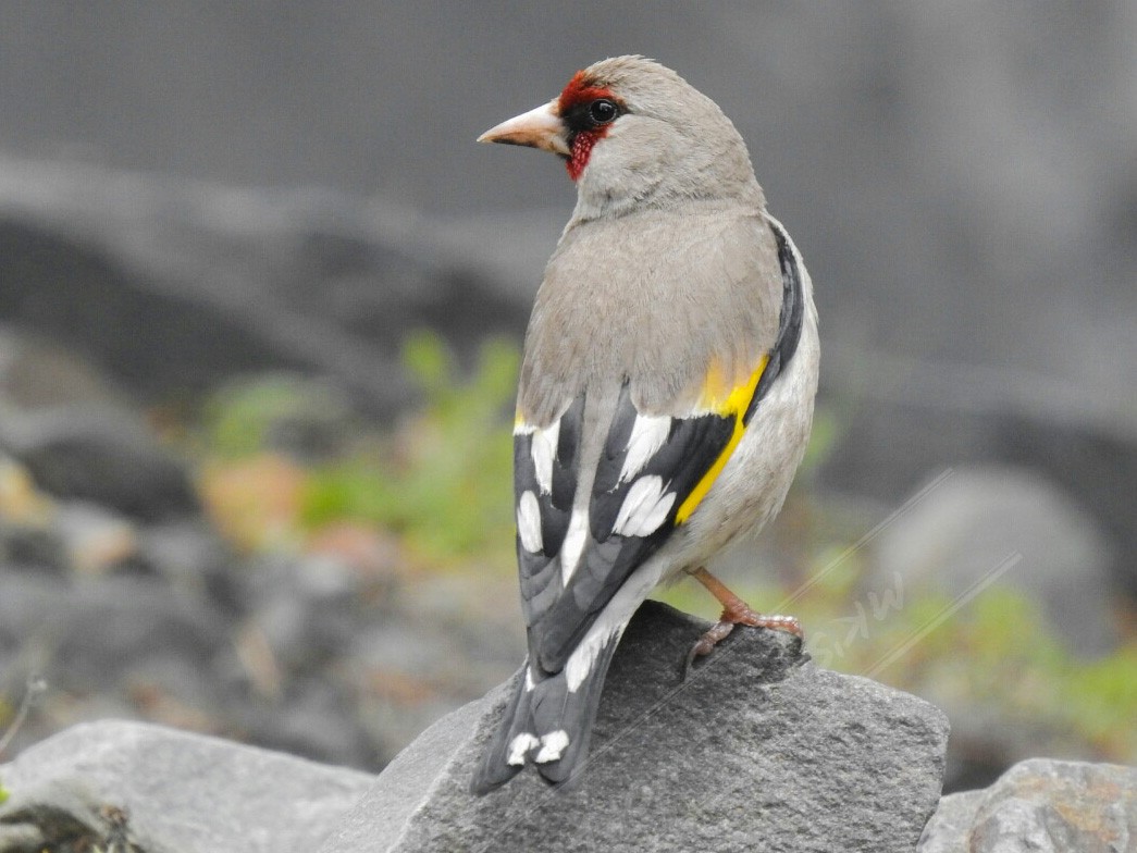 European Goldfinch - eBird