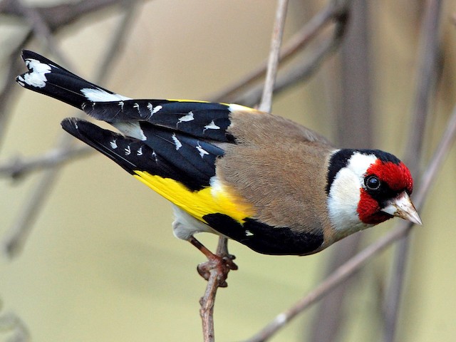 European Goldfinch Birds Of Gilgit Baltistan European Goldfinch