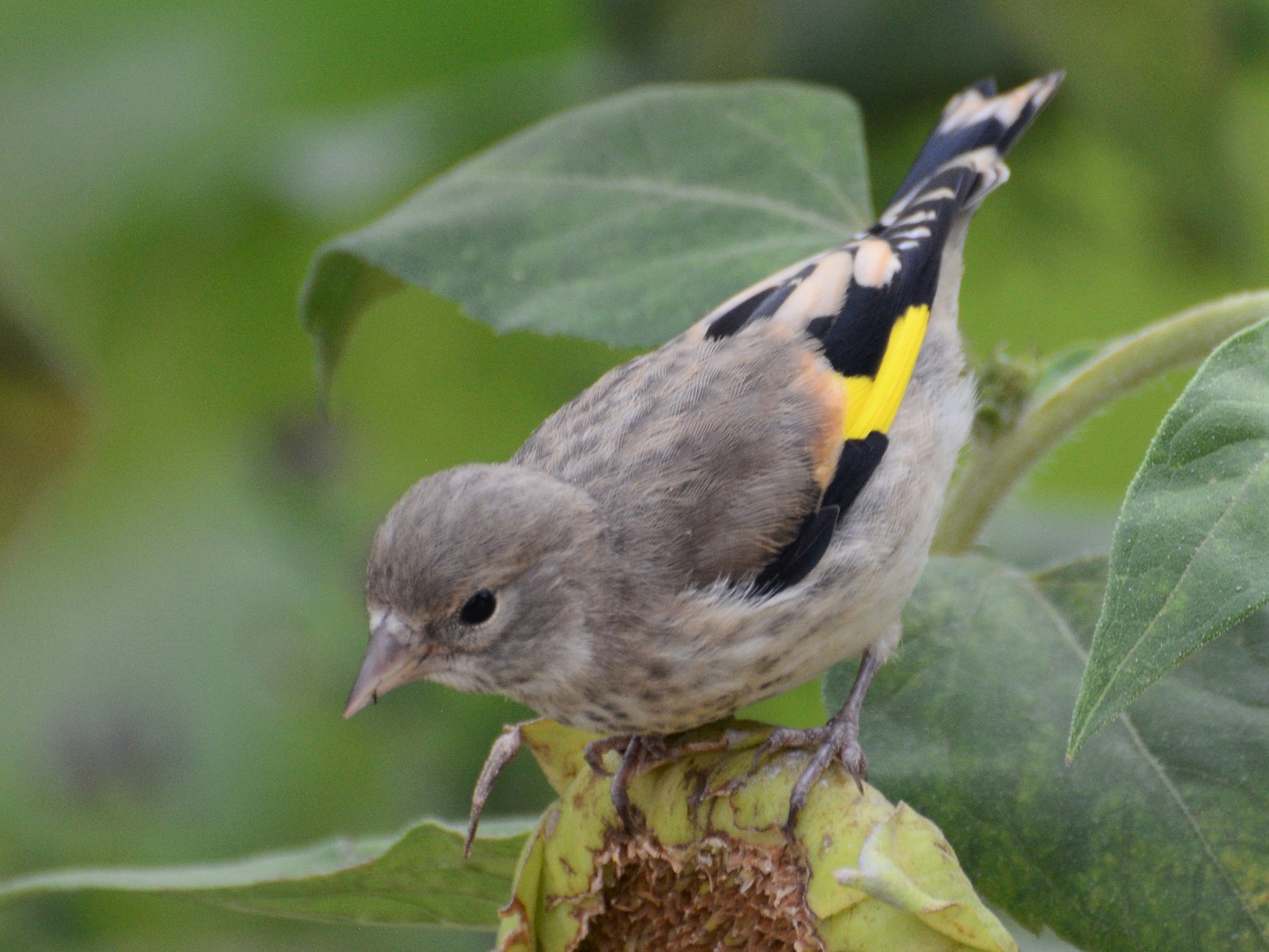 European Goldfinch - eBird