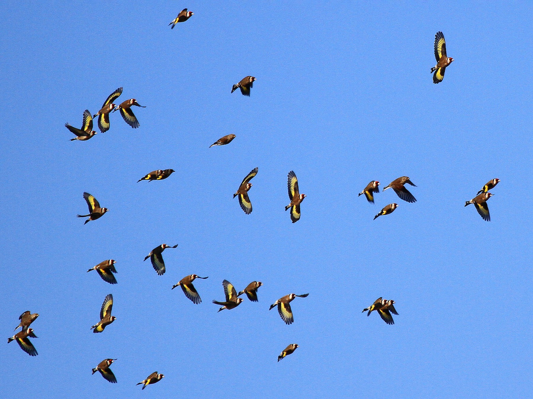 Goldfinch In Flight