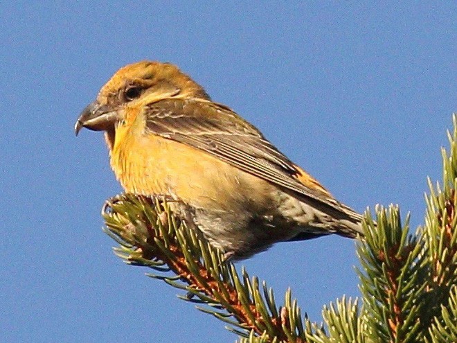 Scottish Crossbill - eBird