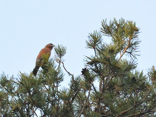 Scottish Crossbill - eBird