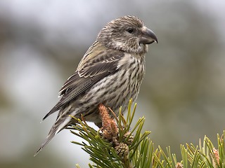 Parrot Crossbill - eBird