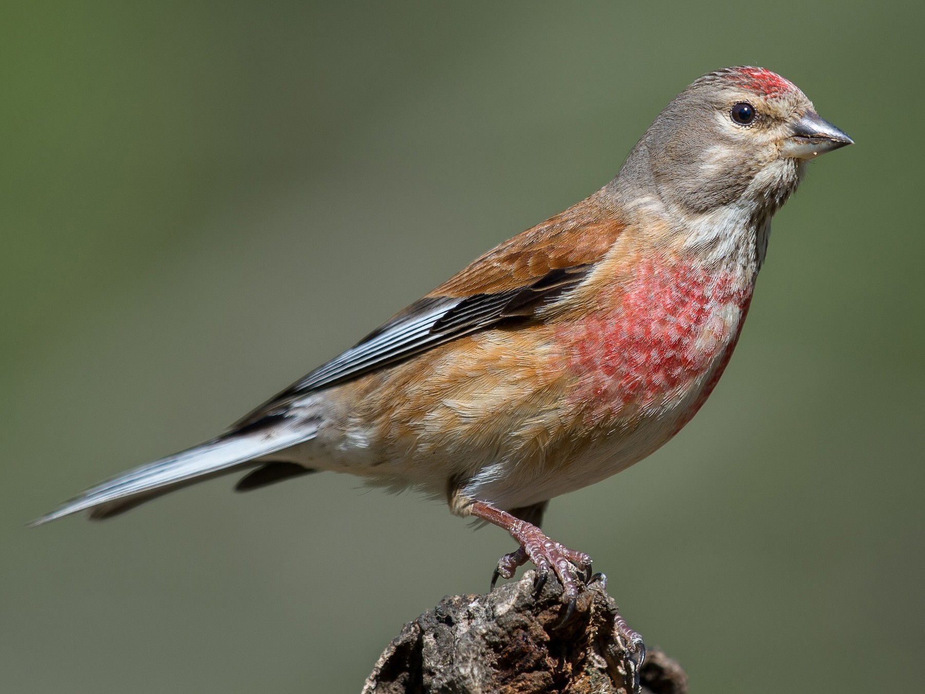 Eurasian Linnet - eBird