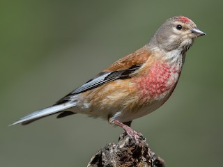 Pardillo Común - eBird