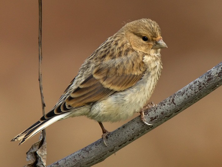 Eurasian Linnet - eBird