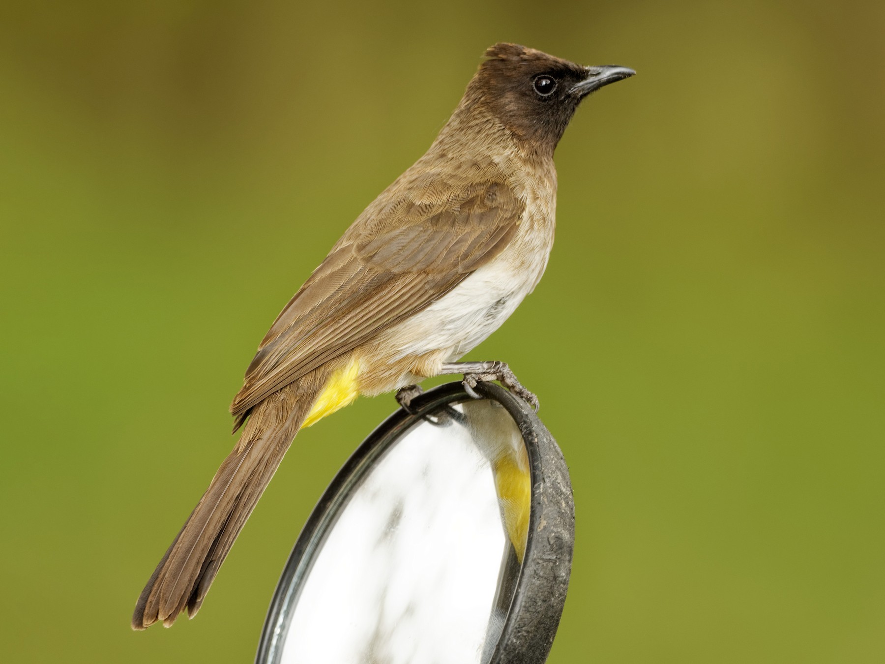 Common Bulbul - eBird