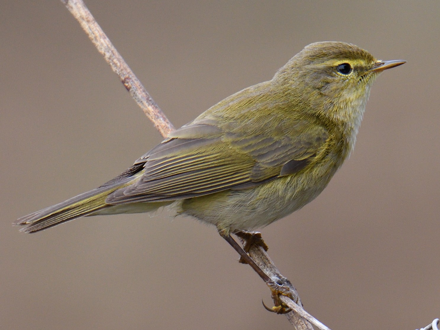 Chiffchaff