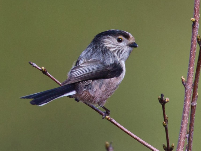 Long-tailed Tit - eBird