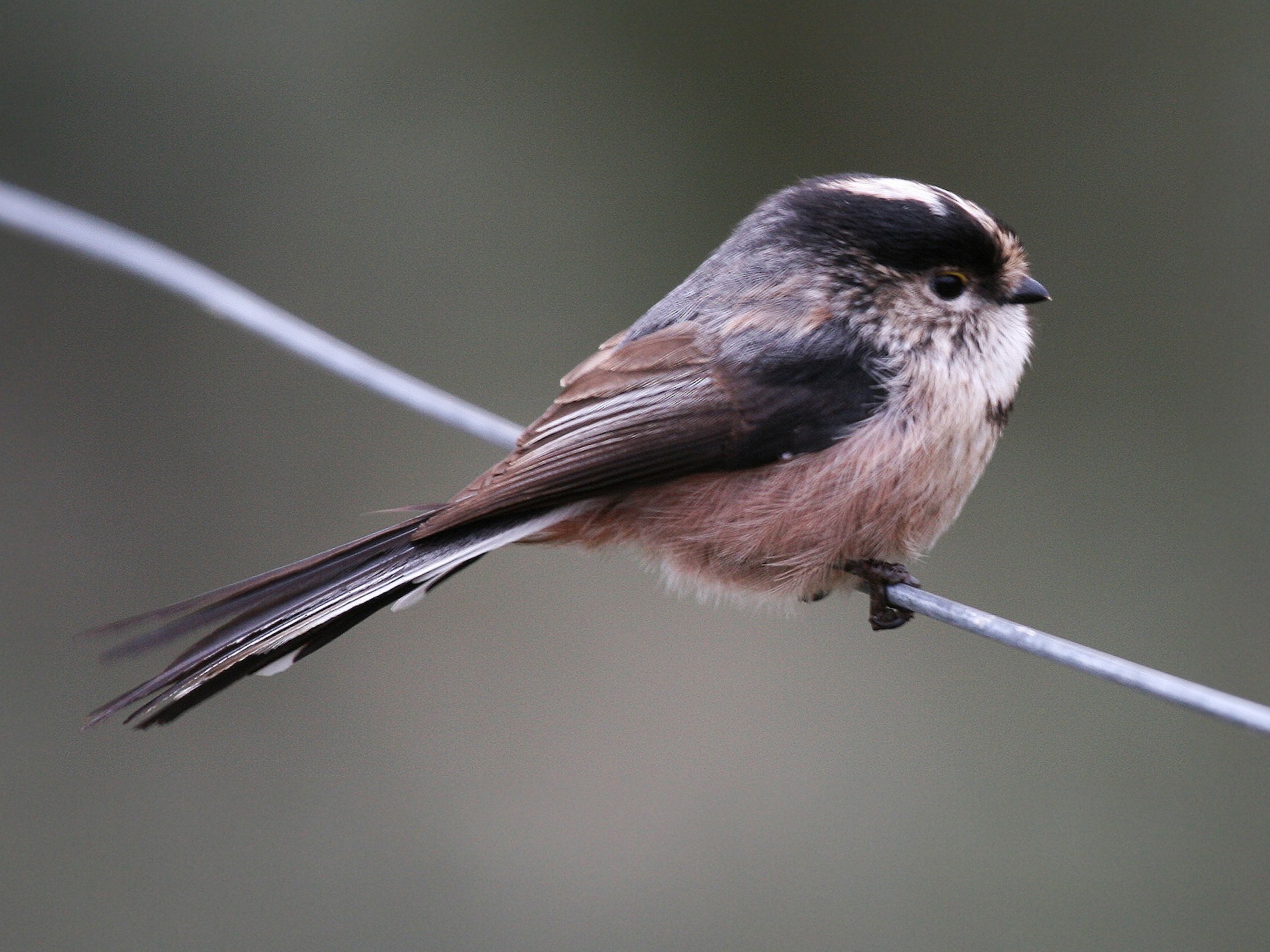 Long-tailed Tit - eBird