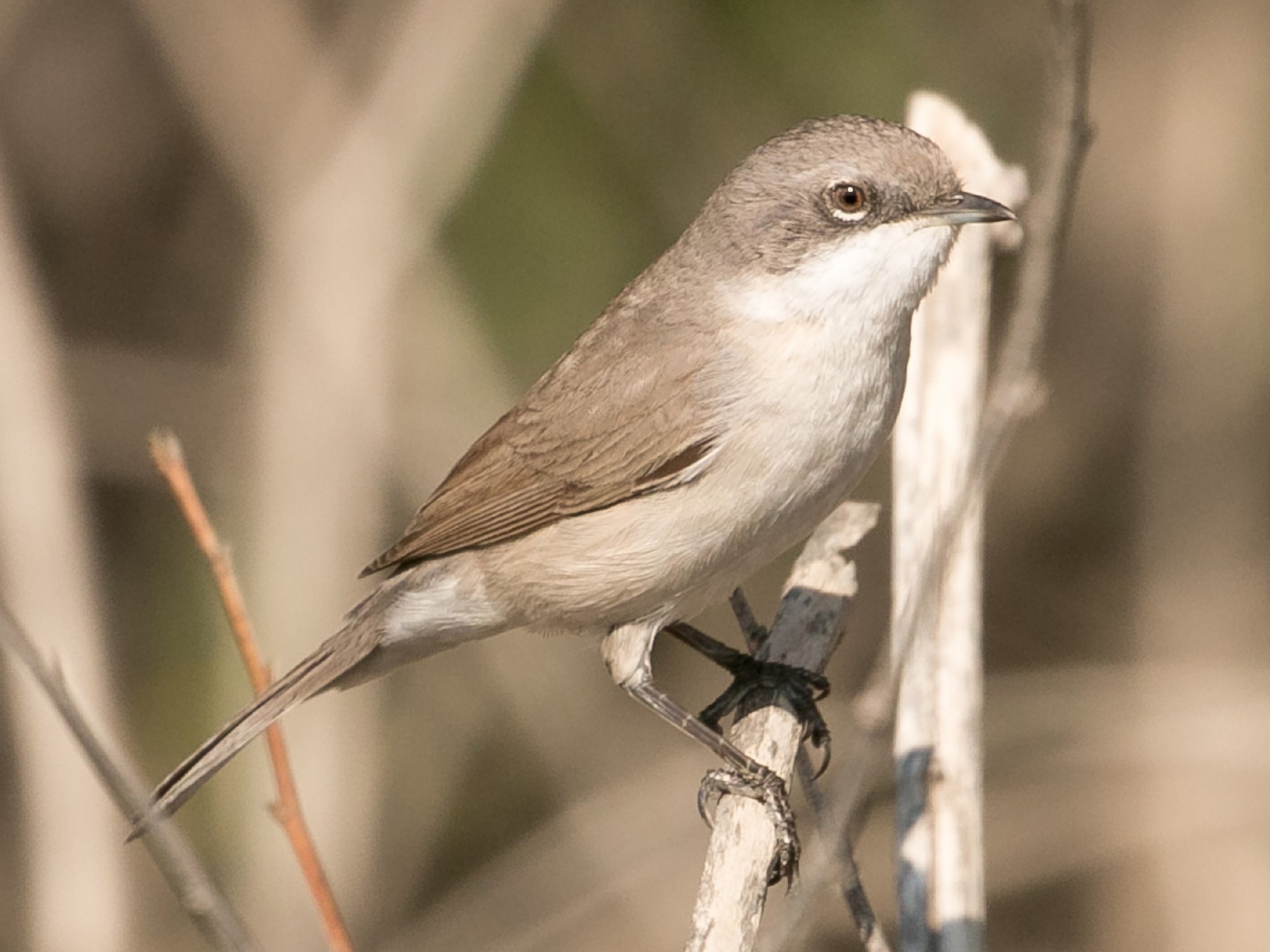 Lesser Whitethroat - eBird