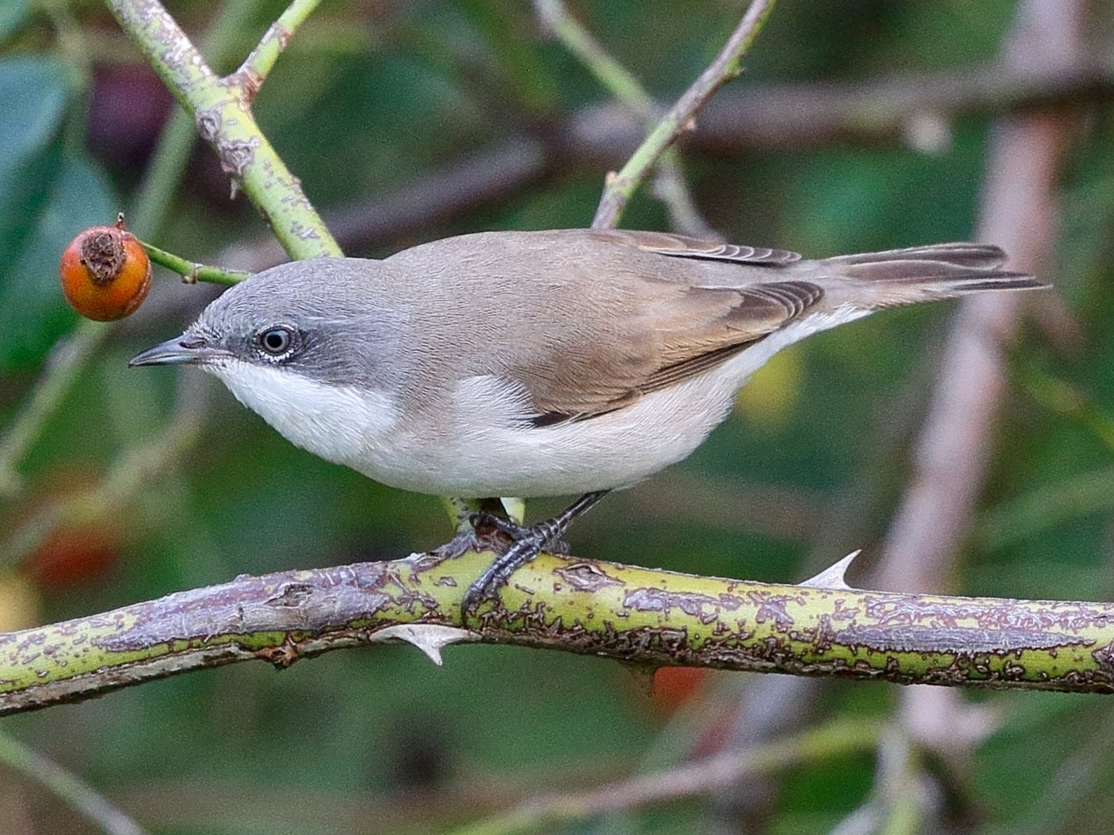 Lesser Whitethroat - eBird