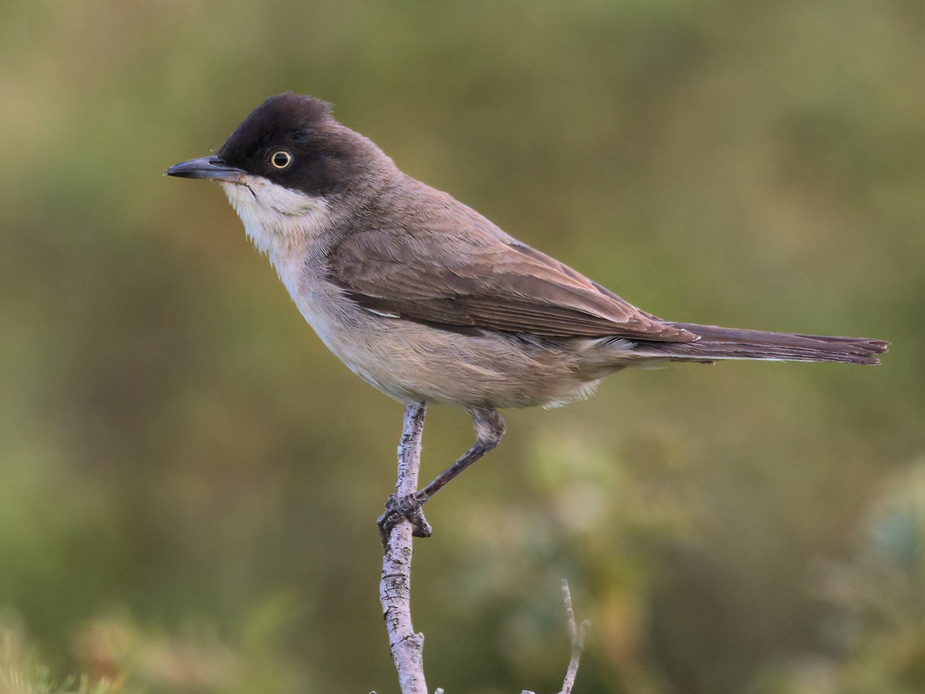 Western Orphean Warbler - eBird