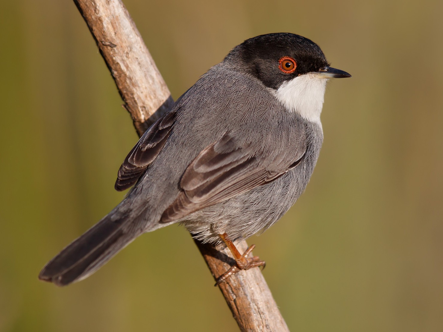 Sardinian Warbler - eBird