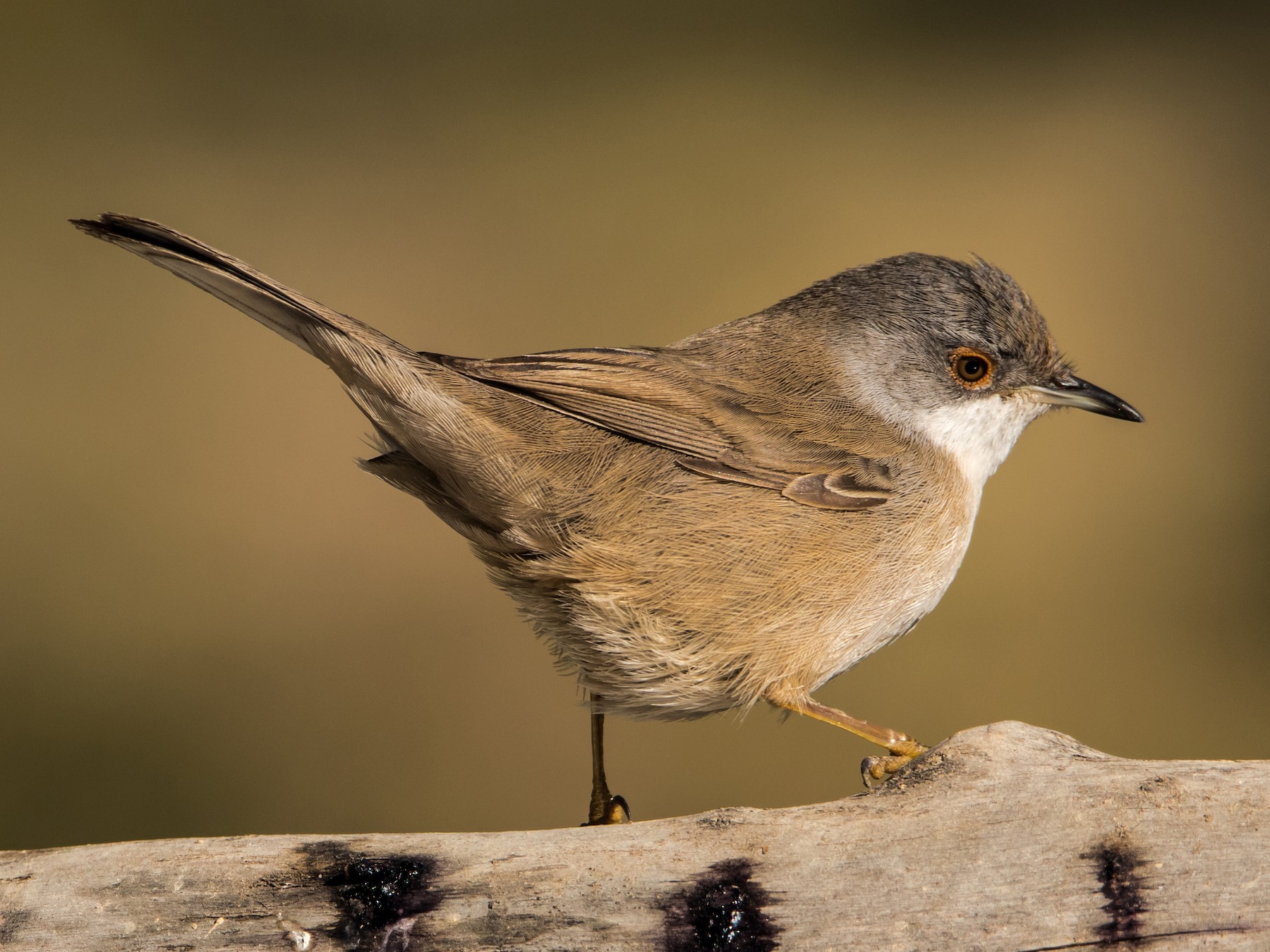 Sardinian Warbler - eBird
