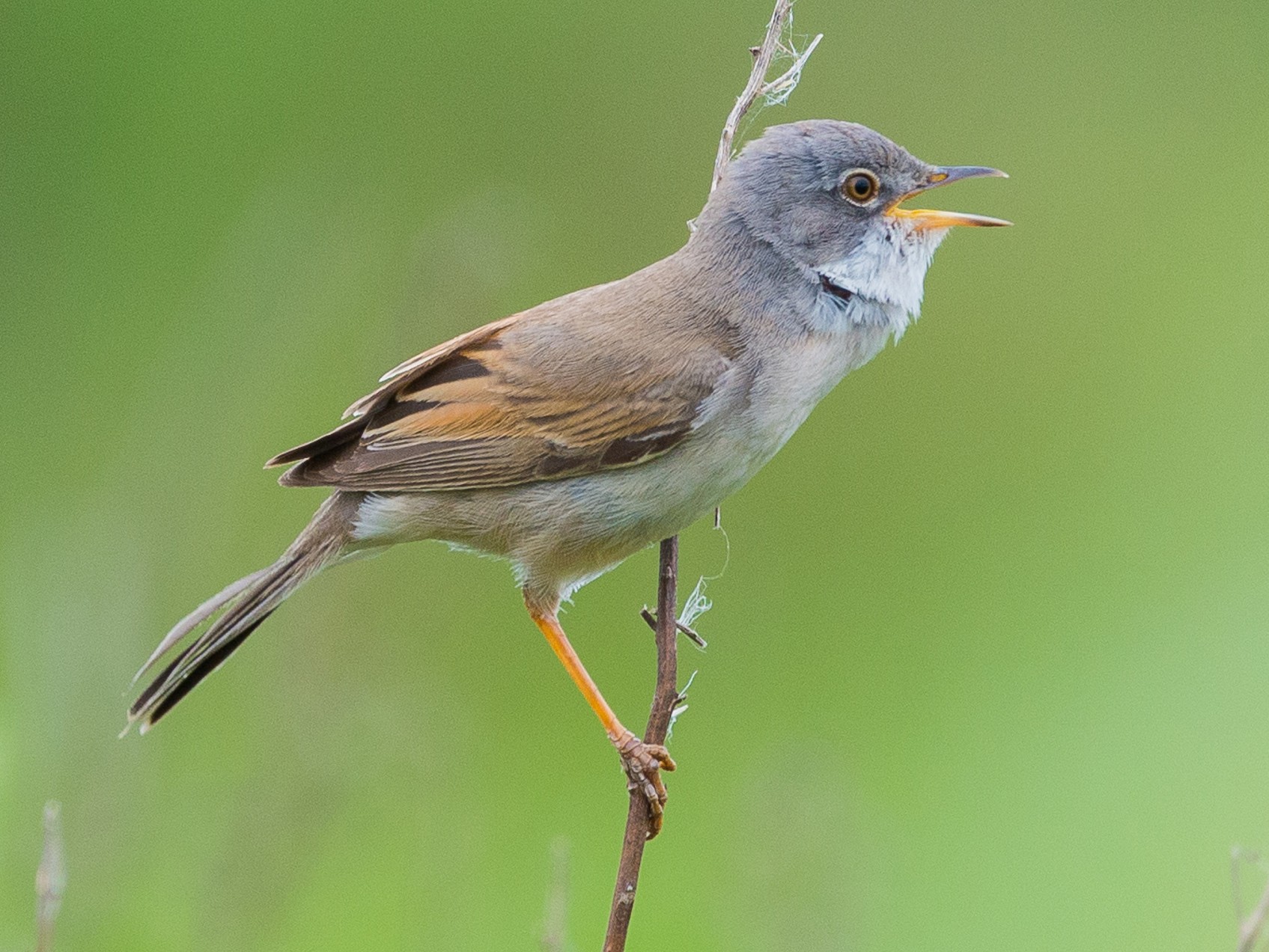 Greater Whitethroat - eBird