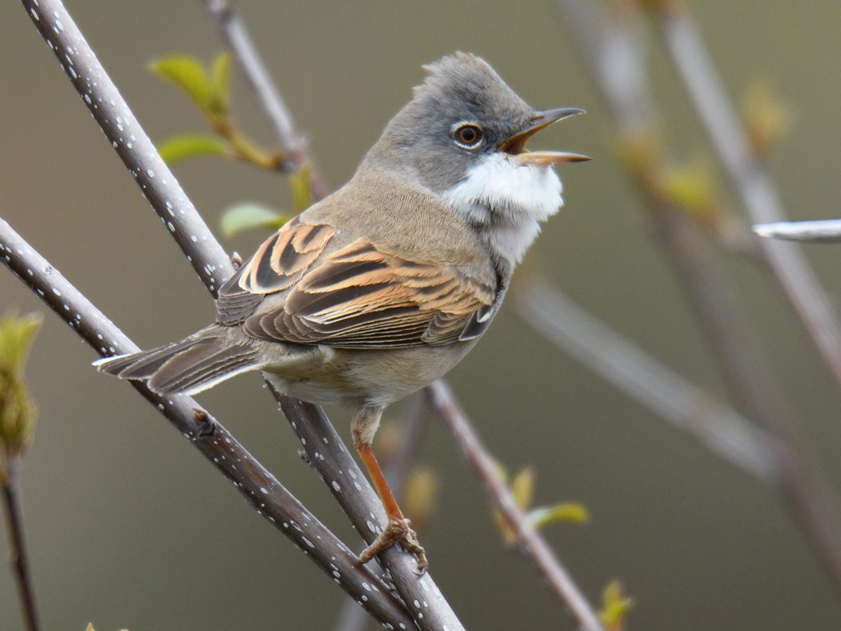 Greater Whitethroat (Common Whitethroat) - eBird